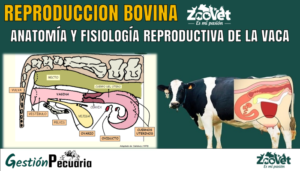Pubertad en la Ganadería Bovina: Conozca cuándo se presenta y sus ...
