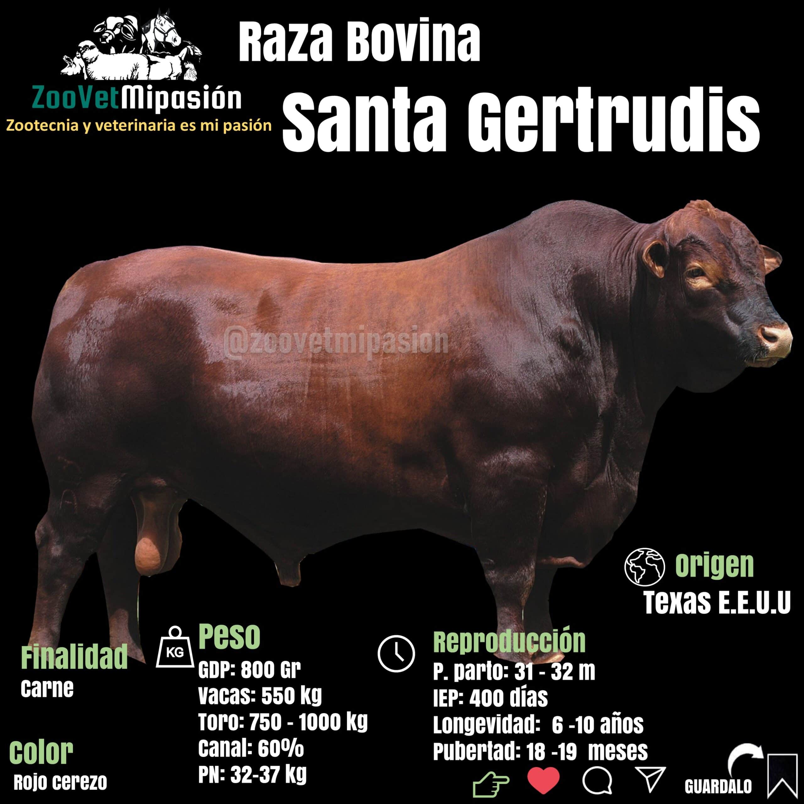 Raza Bovina Santa Gertrudis 【Información Actualizada】