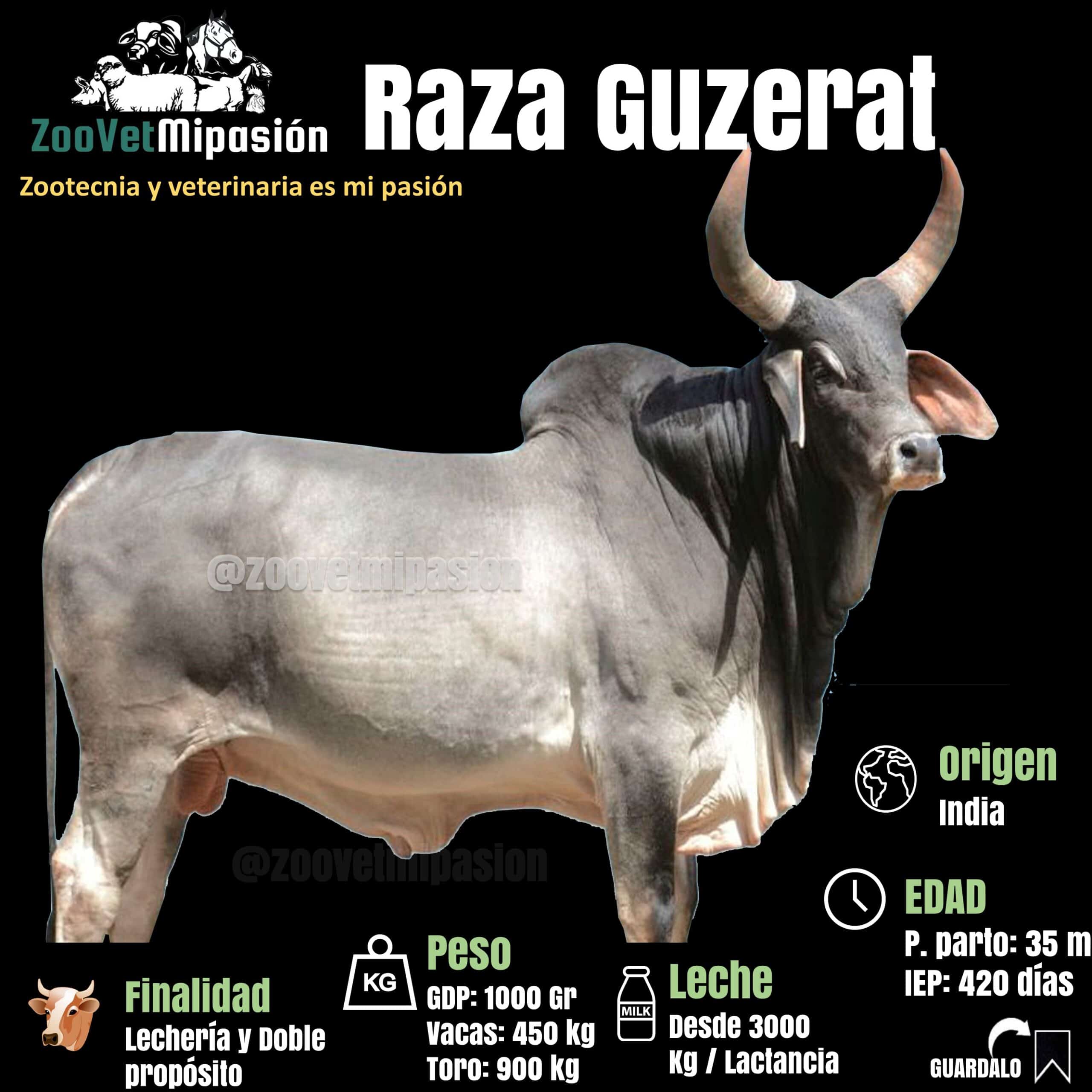 Raza de Ganado Guzerat 【Informacion Actualidada】