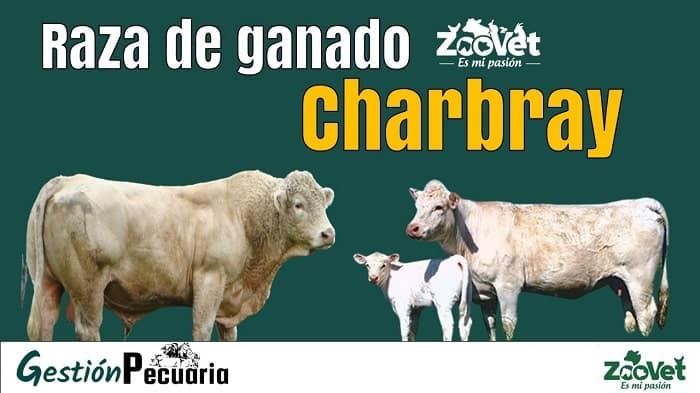 Raza bovina Charbray 【Informacion actualizada】