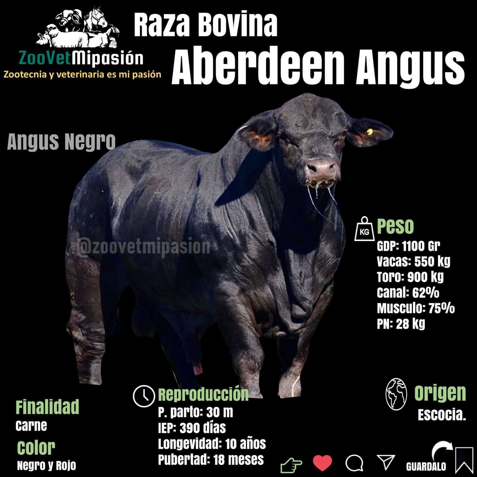Raza bovina Aberdeen Angus 【Información Actualizada】