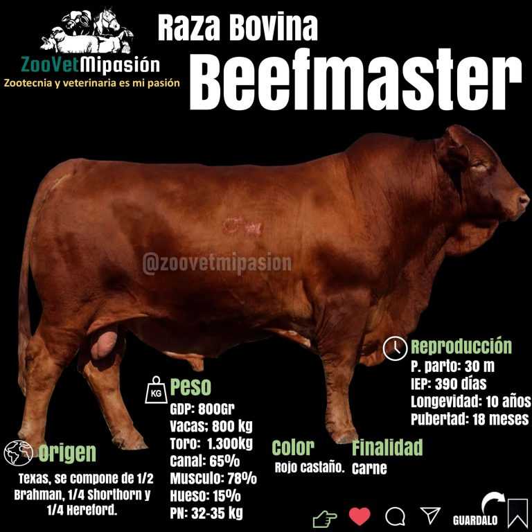 Raza bovina Beefmaster 【Información Actualizada
