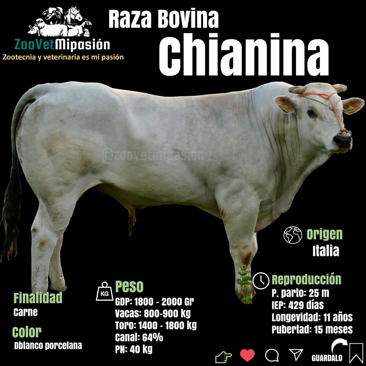 Raza de ganado Chianina 【Información Actualizada】