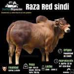 Raza bovina Red Sindhi 【Información Actualizada