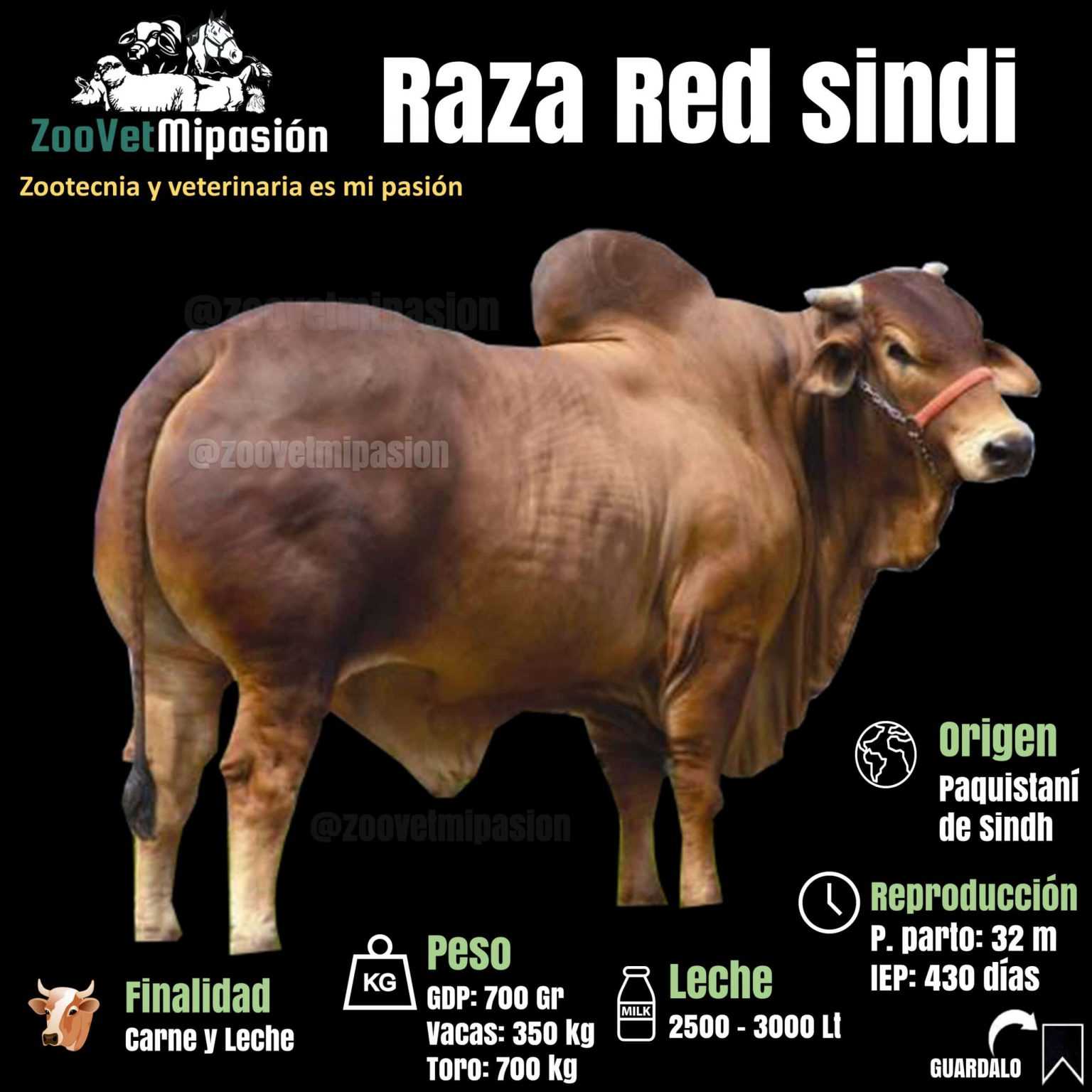 Raza bovina Red Sindhi 【Información Actualizada