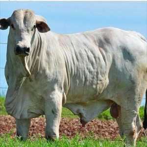 Raza Bovina Nelore 【Informacion actualizada 2020】