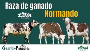 Raza Bovina Normando 【Información Actualizada