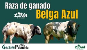 Raza bovina Belga Azul 【Información Actualizada】