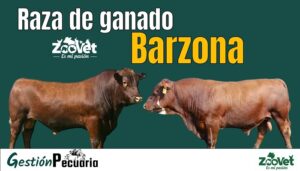Raza Bovina Barzona 【Informacion Actualizada
