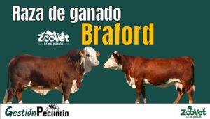 Raza Bovina Simgyr- Características productivas y reproductivas