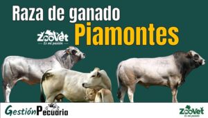 Raza Bovina Simgyr- Características productivas y reproductivas