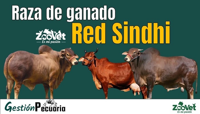 Raza bovina Red Sindhi 【Información Actualizada