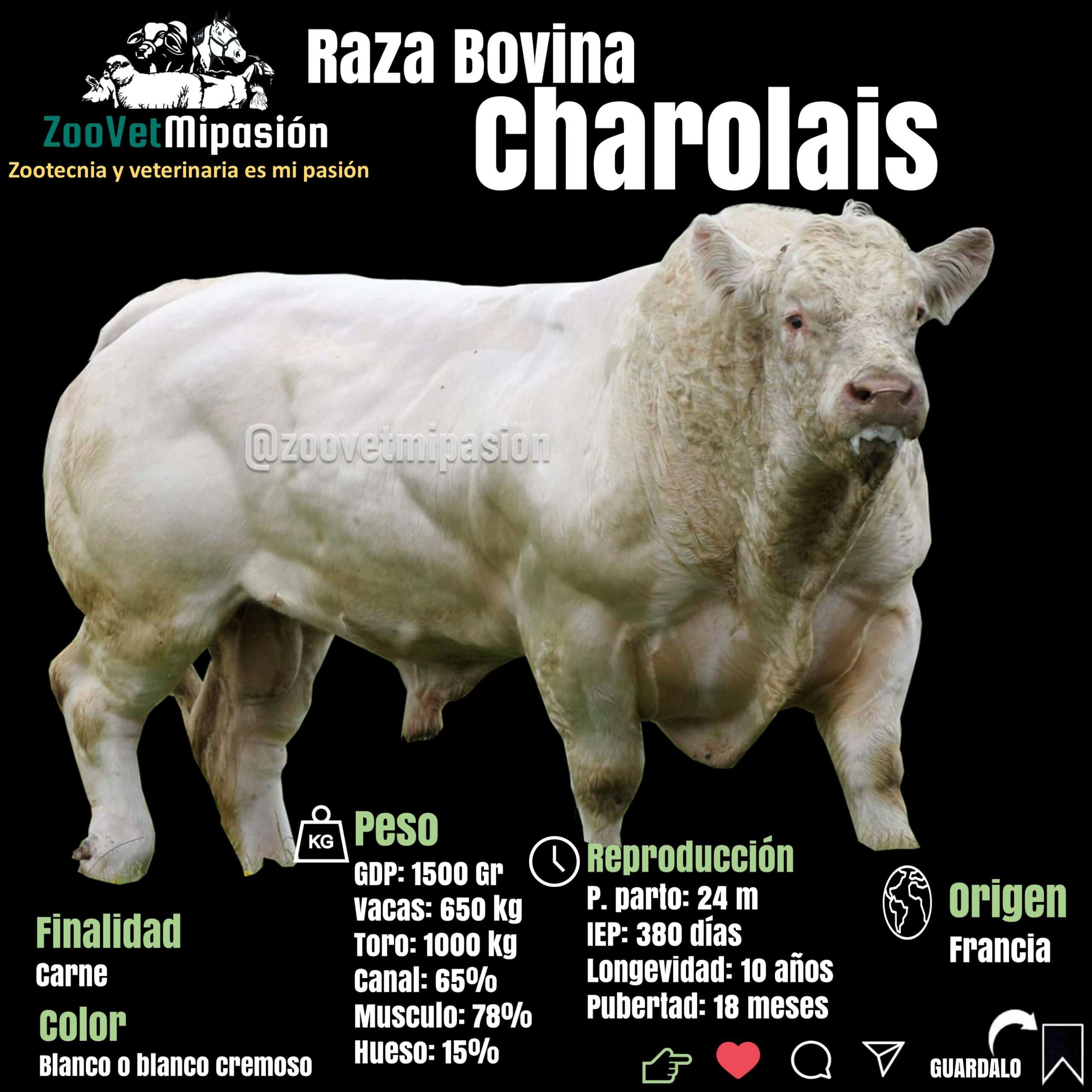 Raza bovina Charolais, 【Informacion Actualizada】