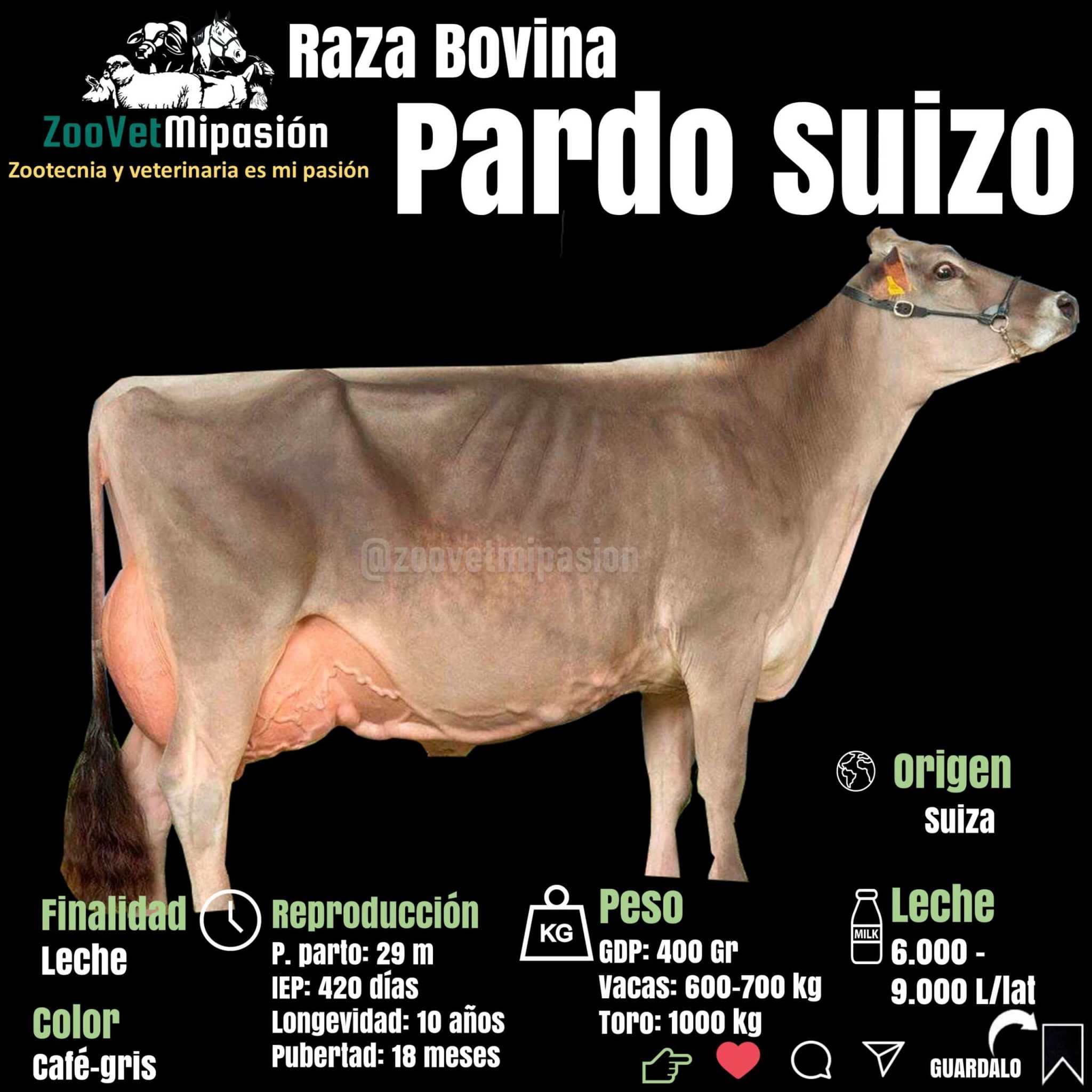 Raza bovina Pardo Suizo 【Información Actualizada 2020】