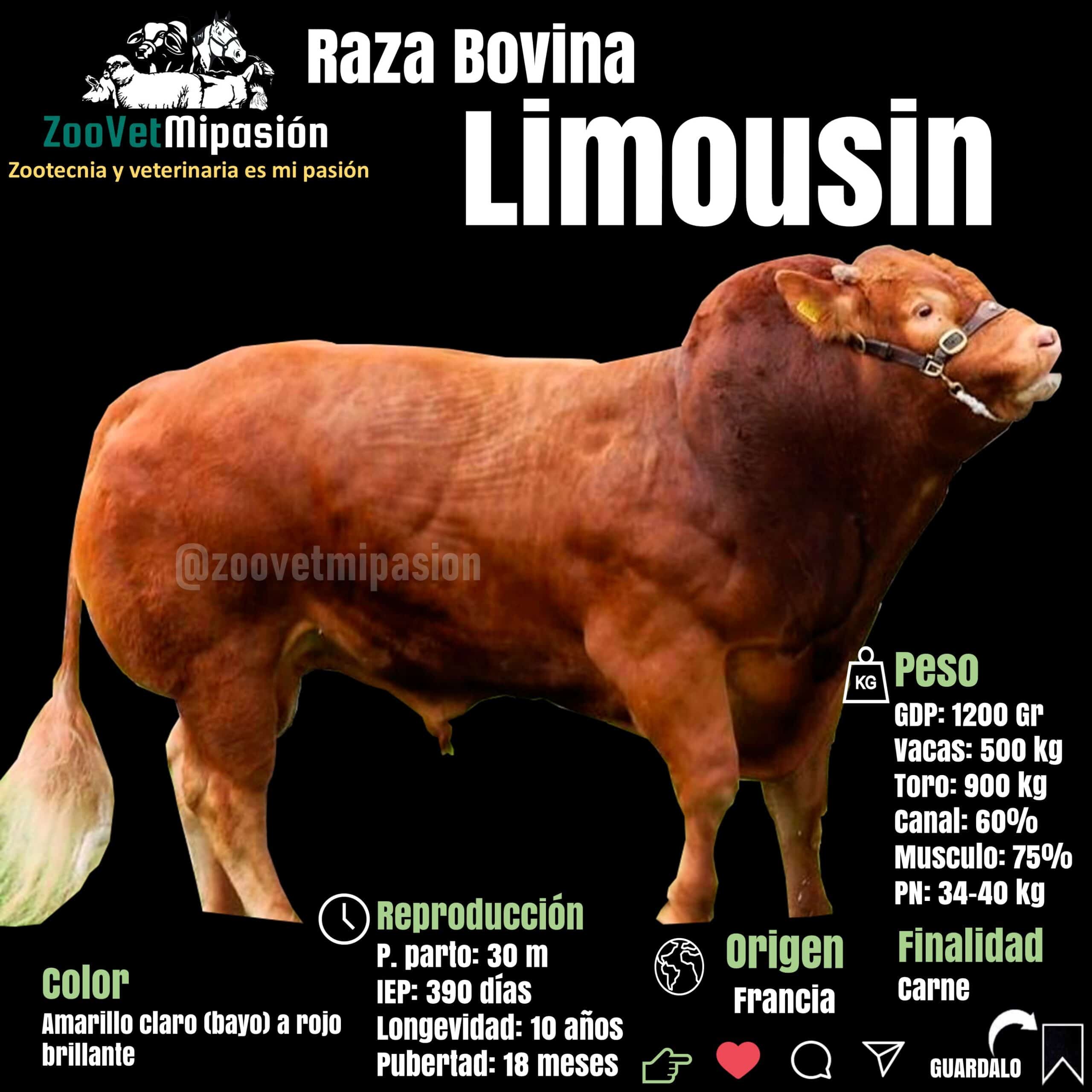 Raza Bovina Limousin 【Informacion Actualizada】