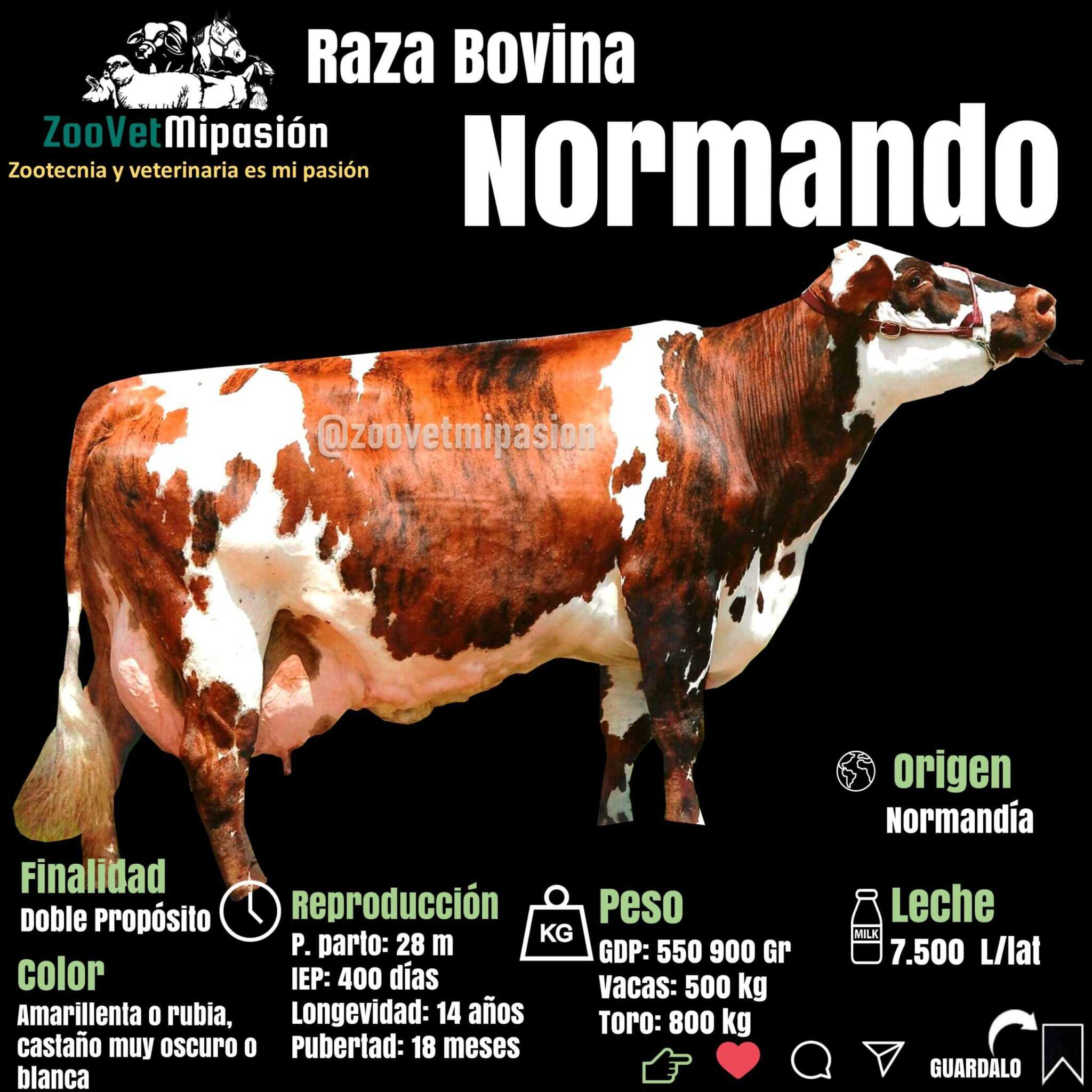 Raza Bovina Normando 【Información Actualizada