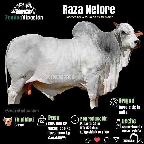Raza Bovina Nelore 【Informacion actualizada 2020】
