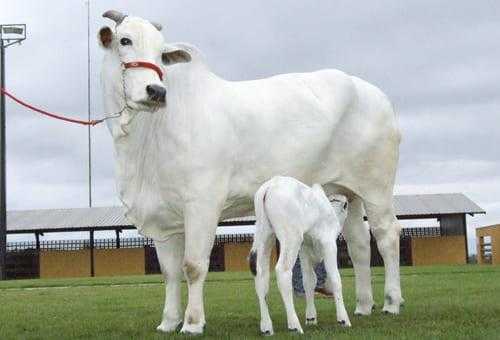 Raza Bovina Nelore 【Informacion actualizada 2020】