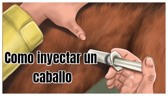Como dar medicamtos y hacer una corectamente inyeccion en el caballo