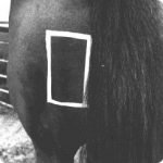 Como dar medicamtos y hacer una corectamente inyeccion en el caballo