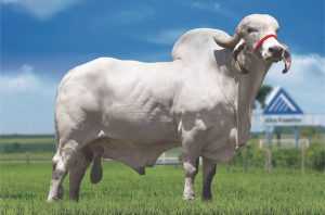Conoce los mejores toros toros GYR, genes lecheros de Brasil