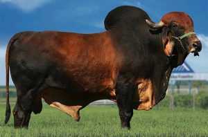 Conoce los mejores toros toros GYR, genes lecheros de Brasil