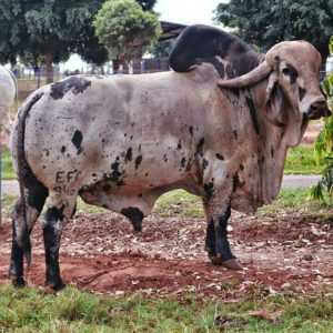 Conoce los mejores toros toros GYR, genes lecheros de Brasil
