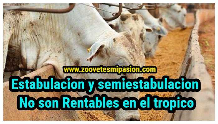 Estabulacion y semiestabulacion No son Rentables en el tropico