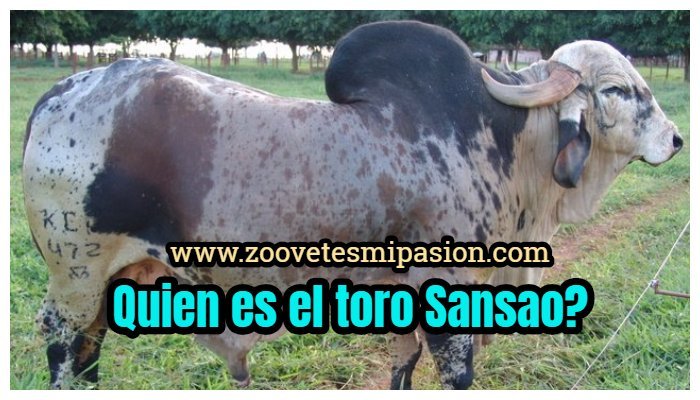 Quien es Sansao, y por que es el mejor toro de la historia del GYR