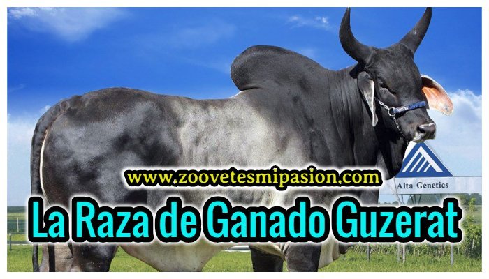 Raza de Ganado Guzerat 【Informacion Actualidada 2020】