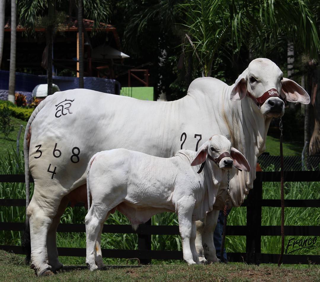 ORIGEN DEL GANADO BRAHMAN