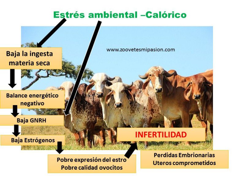 Efecto del estrés calórico en la reproducción bovina
