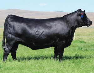Raza bovina Aberdeen Angus 【Información Actualizada】