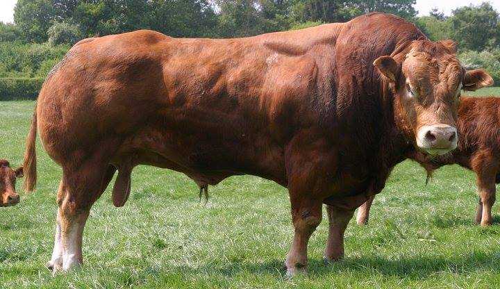 Raza Bovina Limousin 【Informacion Actualizada】