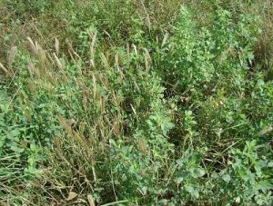 Por qué el establecimiento de pastura falla?, causas principales