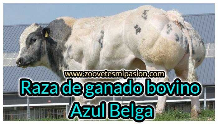 Raza bovina Belga Azul 【Información Actualizada 2020】