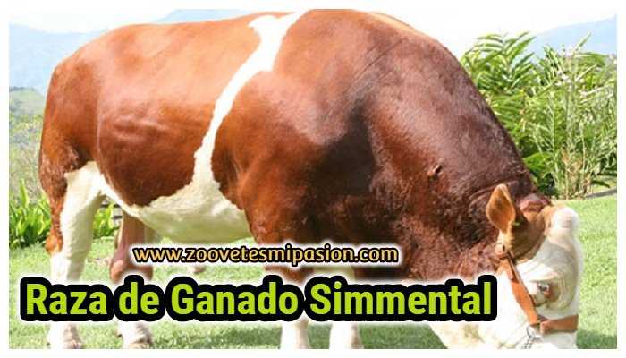 Raza de ganado Simmental 【Información Actualizada】