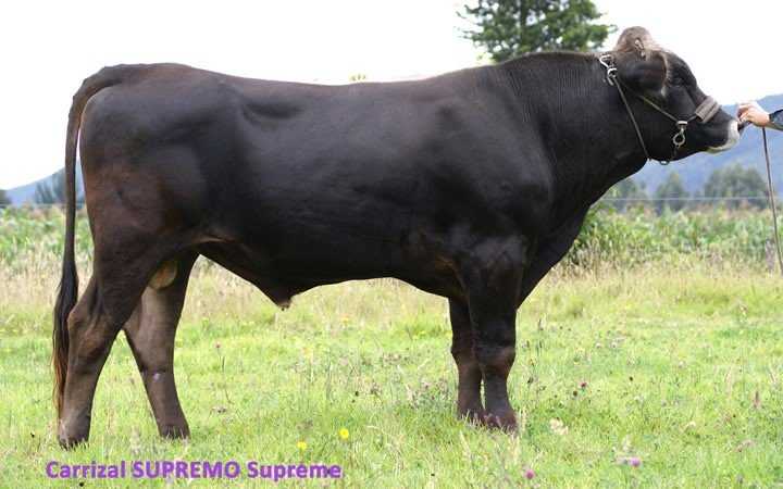 Raza bovina Pardo Suizo 【Todo lo que necesitas saber