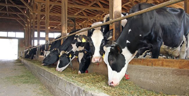 Alimentación de la vaca lechera 🐮