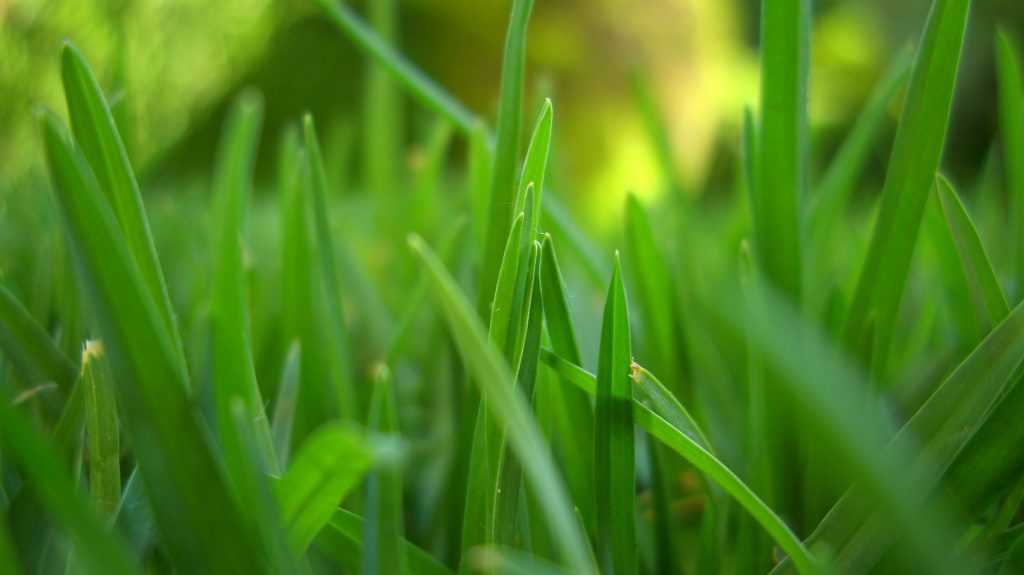 Pasto Guinea Mombasa (Panicum máximum, Jacq)