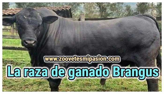 Raza Brangus 【Informacion actualizada】