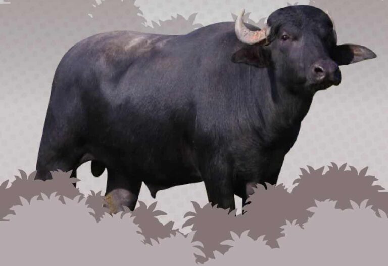 Razas de Búfalos 【Conozca las principales razas】