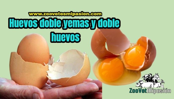 🐔Huevos Doble yemas y doble huevos (Explicacion del fenomeno)