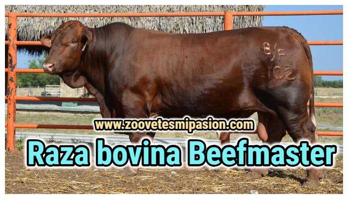 Raza bovina Beefmaster 【Información Actualizada 2020】