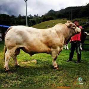 Raza bovina Charolais, 【Informacion Actualizada】