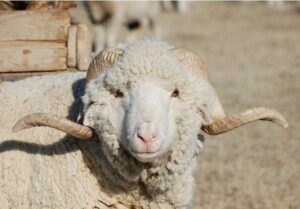 Raza ovina Rambouillet - Caracteristicas Principales