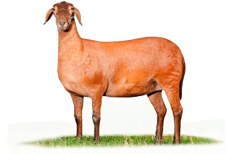 Raza ovina Santa Inés, alta productividad en el trópico bajo.