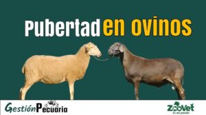 La Pubertad en ovinos (Ovejas y Carneros)