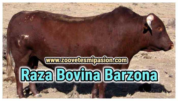 Raza Bovina Barzona 【Informacion Actualizada 2020】