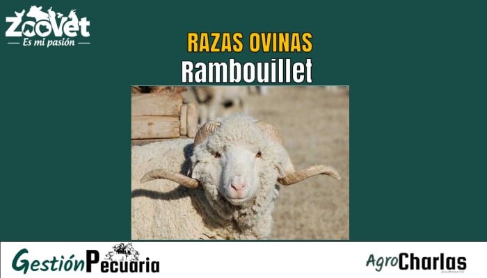 Raza ovina Rambouillet - Caracteristicas Principales